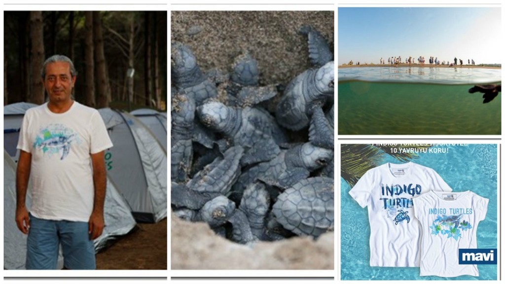 Indigo Turtles- Helping Baby Sea Turtles with their First Steps ...